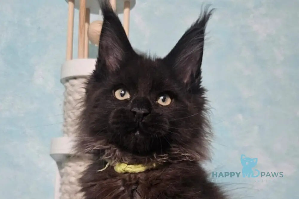 Raven Maine Coon male, black | Happy Paws US