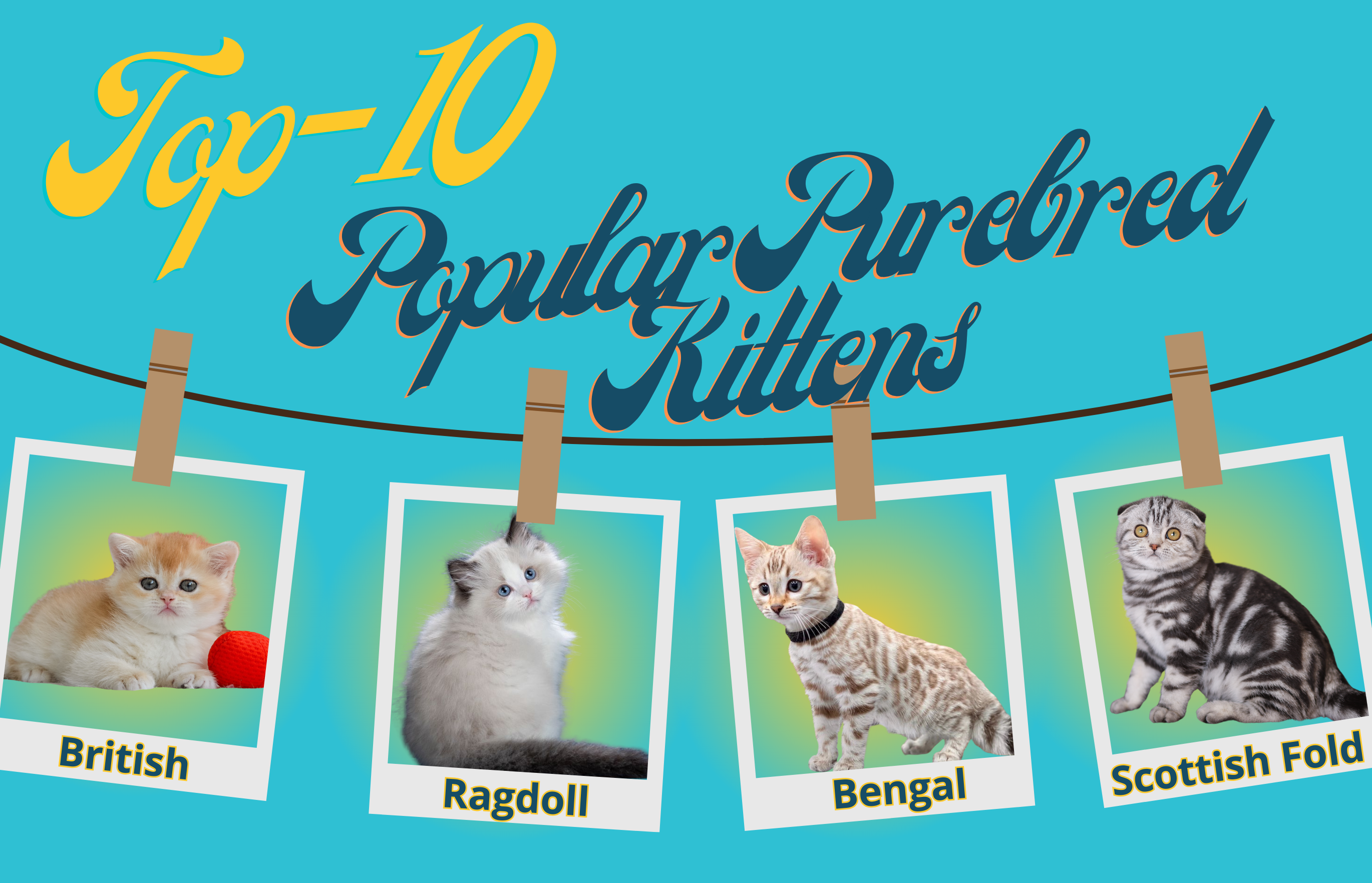 Top 10 Popular Purebred Kittens: Unique Traits & Why They're Loved