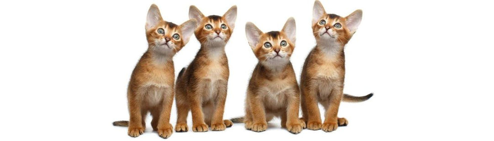 Abyssinian for Sale, Abyssinian Kittens Price in Pembroke Pines, FL