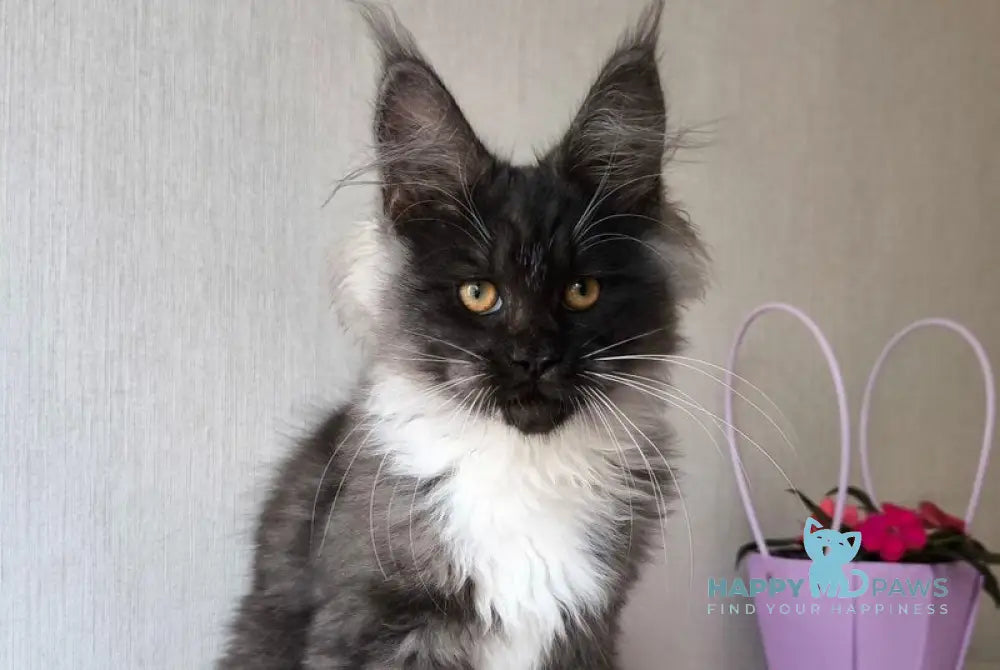Emily Maine Coon female, black silver bicolour | Happy Paws US