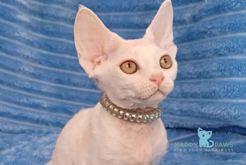 Nyssa Devon Rex female, white | Happy Paws US