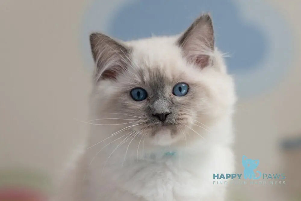 Quinta Ragdoll male, blue mitted | Happy Paws US