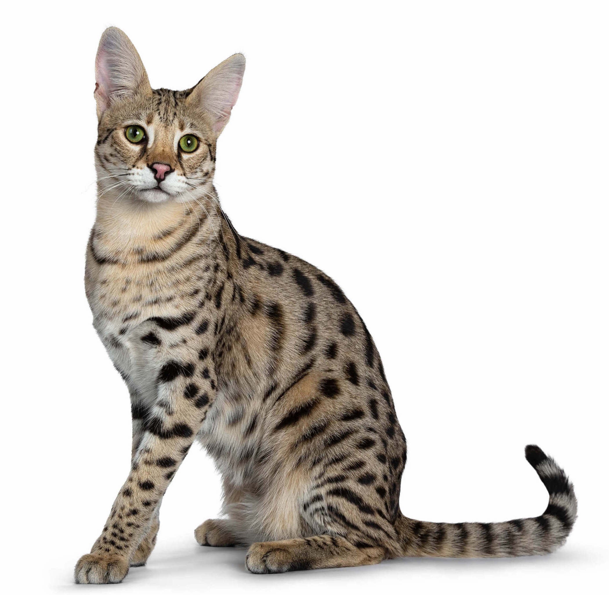 HappyPawsUS – Pet Shop of Purebred Kittens